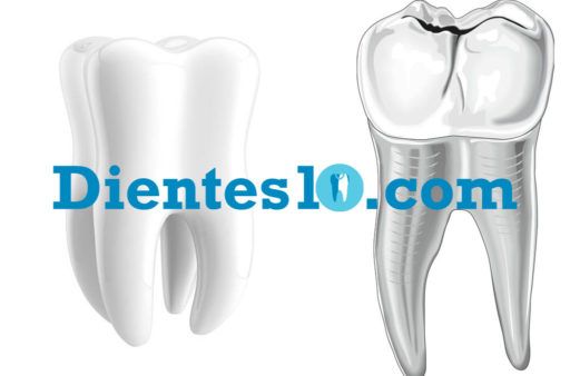 Dientes Molares: Función y Anatomía【2020】