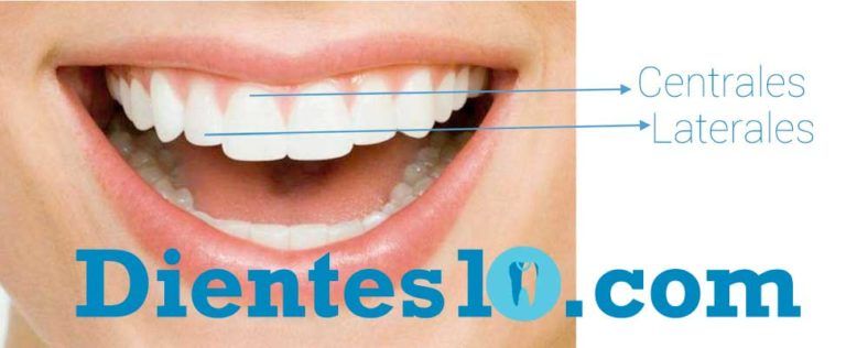 Dientes Incisivos: Función y Anatomía【2020】