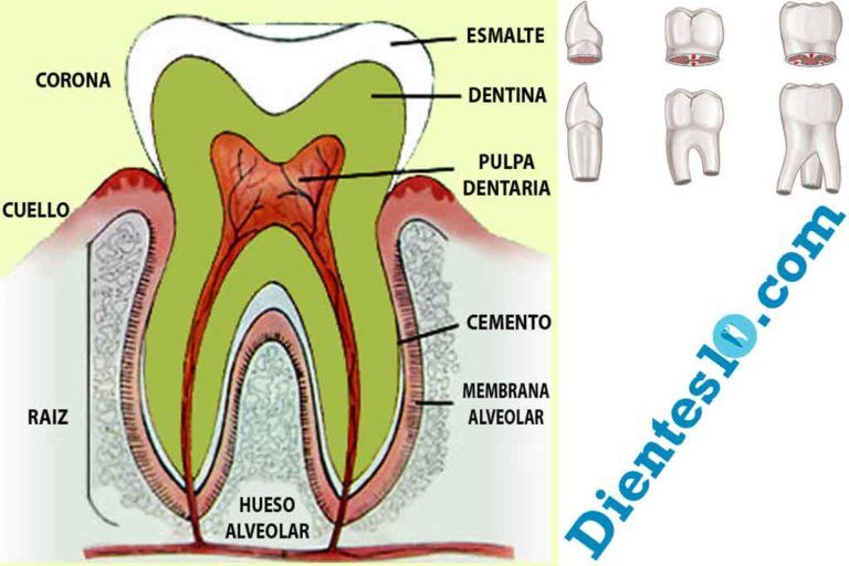 Nombres de los dientes ¿Sabes cómo se llaman?【2020】