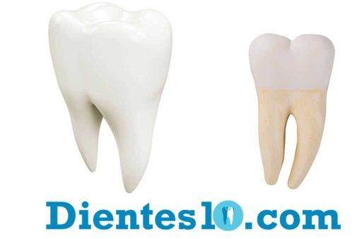 Dientes Premolares: Función y Anatomía este【2020】