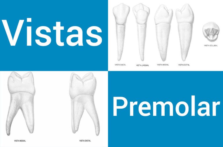 Dientes Premolares: Función y Anatomía este【2020】
